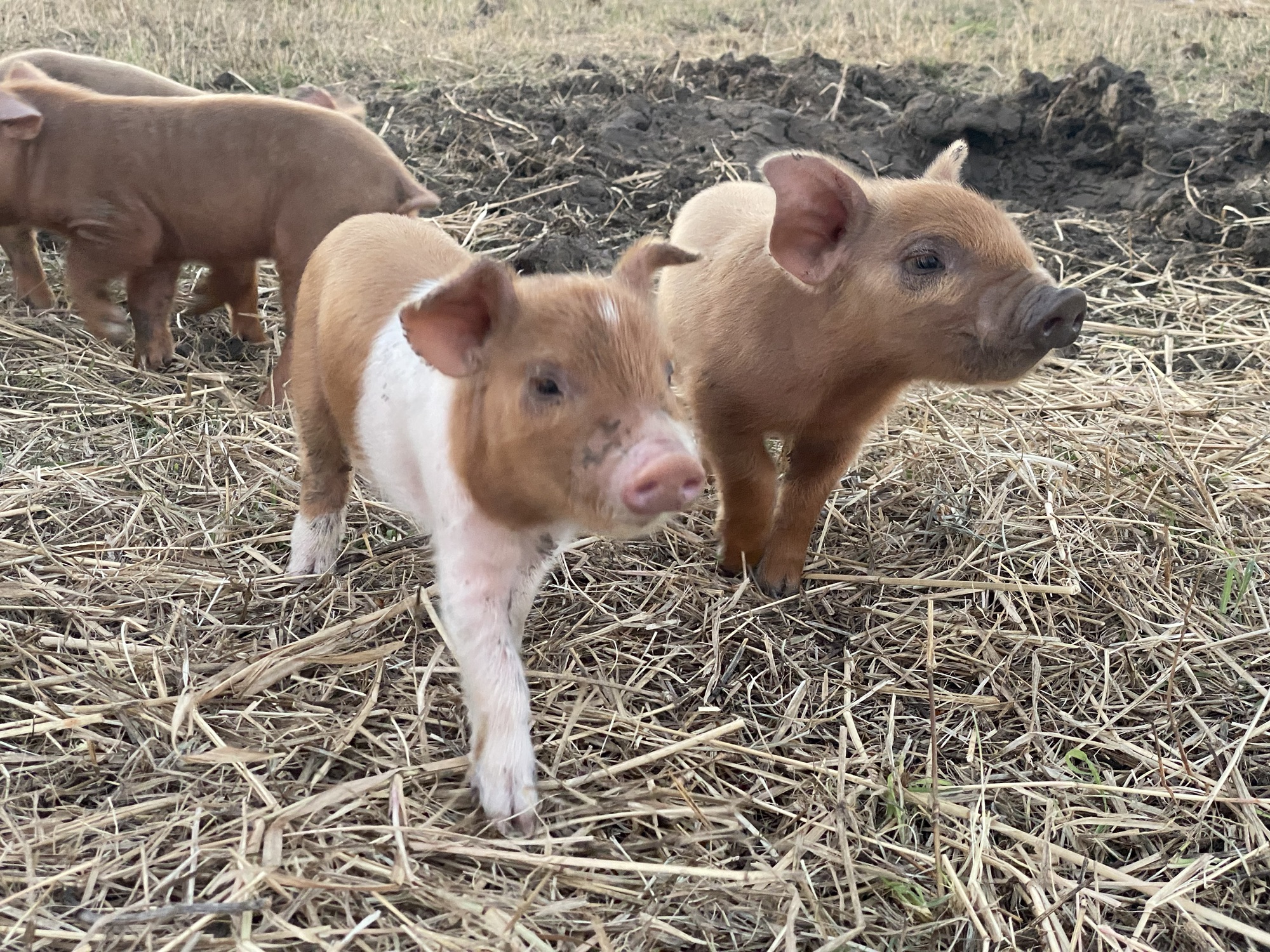 Farm Store – Dragon Fields Farm